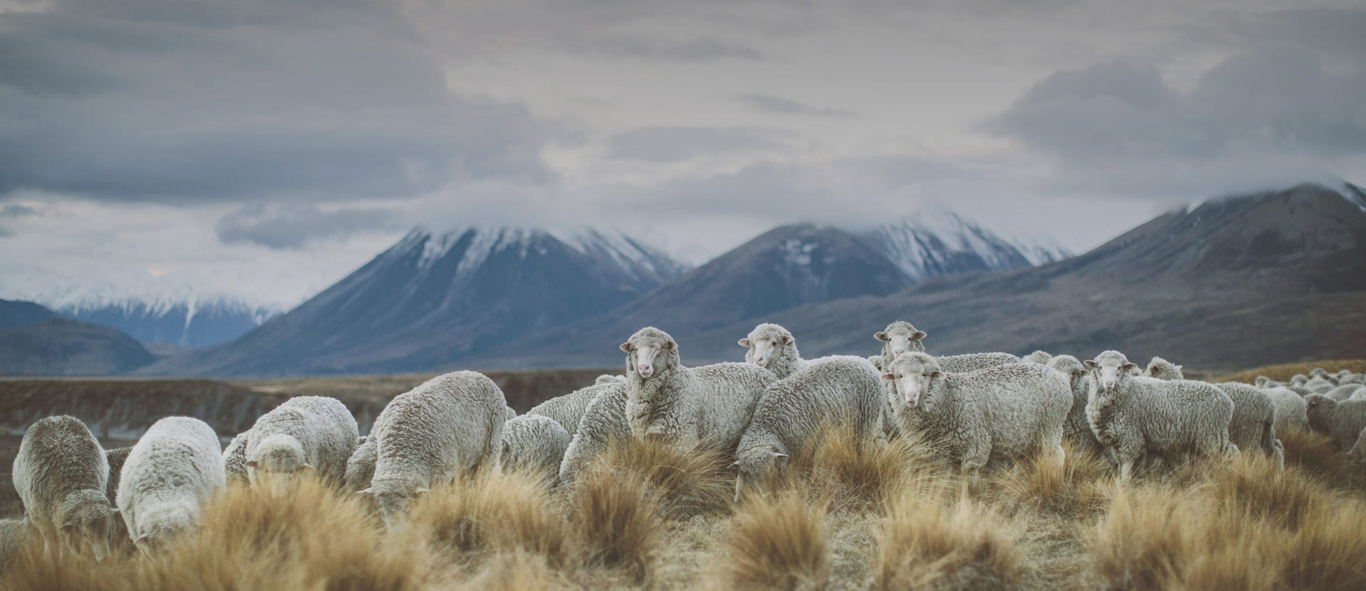 Merino Wool | icebreaker – icebreaker®